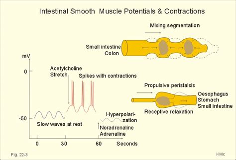 Myenteric Plexus Histology Cell Types