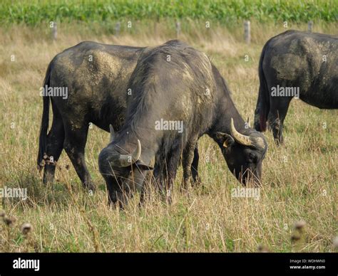 Buffalos in germany Stock Photo - Alamy