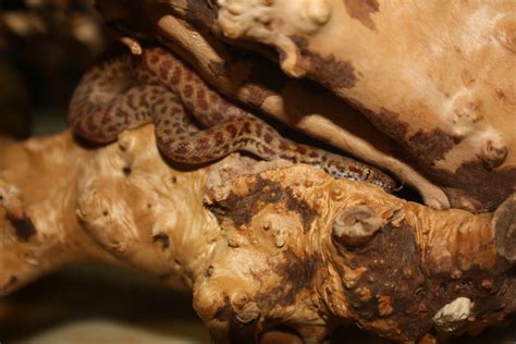 Pygmy Python Reptile And Grow