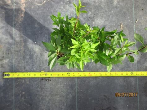 Foresteria Neomexicana New Mexico Privet Desert Olive Native Shrub