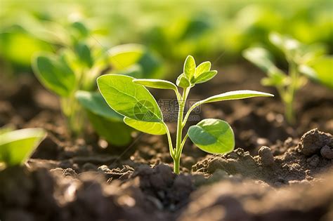 春天生长的幼苗高清图片下载 正版图片600875035 摄图网