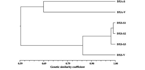 The Upgma Dendrogram Based On Neis Unbiased Genetic Identity Among The