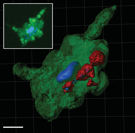 Processed Confocal Z Stack Image Using The Contour Surface Tool In Download Scientific Diagram