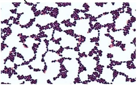 Enterococcus Macrococcus Micrococcus Kocuria Flashcards Quizlet