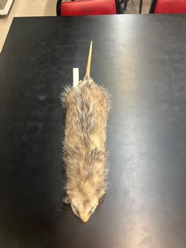 Mammals Lab Exam Flashcards Quizlet
