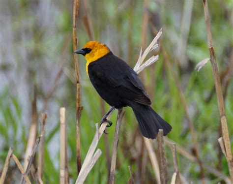 Bird With Yellow Chest And Black Head At Katrina Cowley Blog