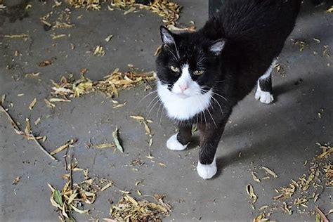 Beany Boy Update Gracious Rain