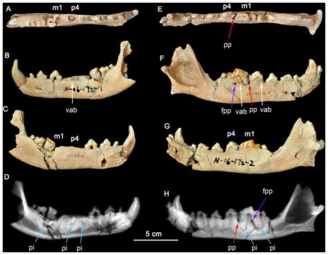 Carnivore Teeth Structure