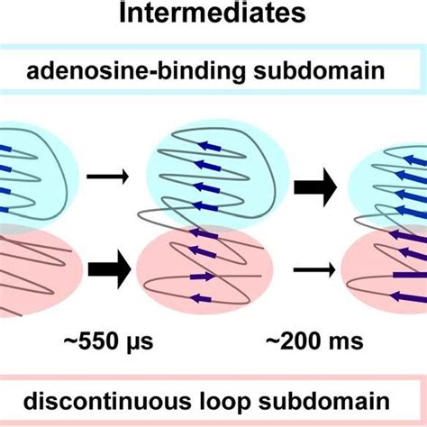 Subdomain Wise Folding Of Dhfr Download Scientific Diagram