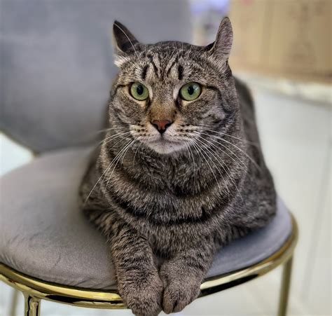 대구고양이무료분양 만촌동고양이무료분양 대구코리안숏헤어무료분양 만촌동코리안숏헤어무료분양 대구 2022 0180 코리안숏헤어