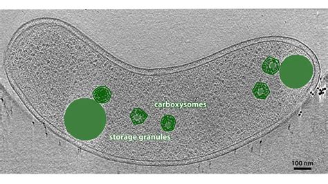 cancer cell definition types morphology development biology