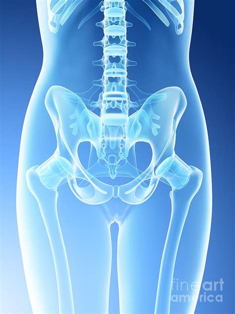 Female Pelvis Anatomy Photograph By Sebastian Kaulitzki Science Photo Library Pixels