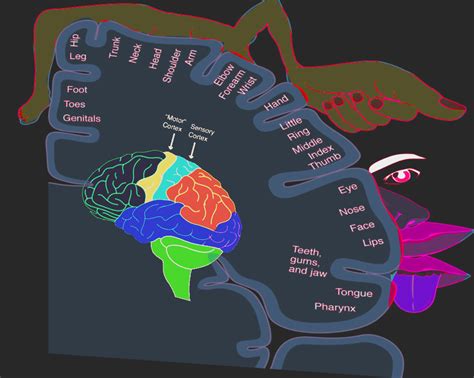 Primary Somatosensory Cortex Homunculus
