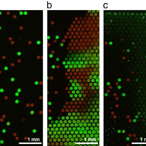 Fluorescent Scans Of Dna Microarrays Generated In Three Different Ways