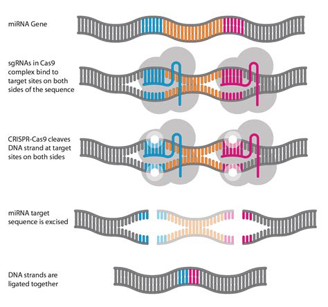 Mirna Crispr Vivid Biology