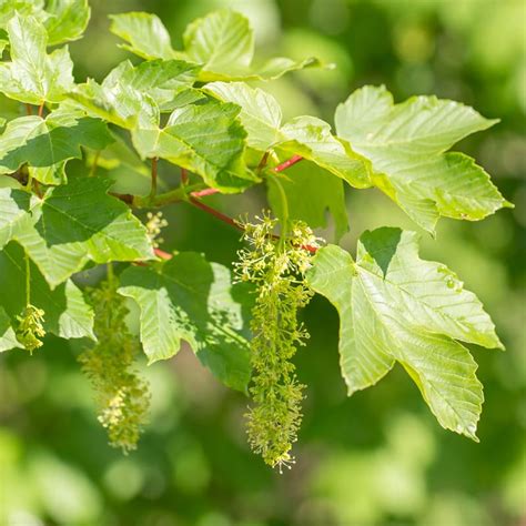 Sycamore Tree Supply And Installation From Hortlands Nursery