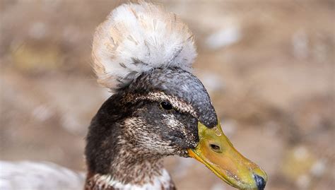Crested Ducks A Complete Guide The Happy Chicken Coop