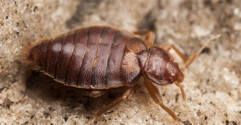 Bed Bugs Pictures Az Animals