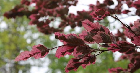 Guide About Tri Colour Beech Tree Care Planting And Uses