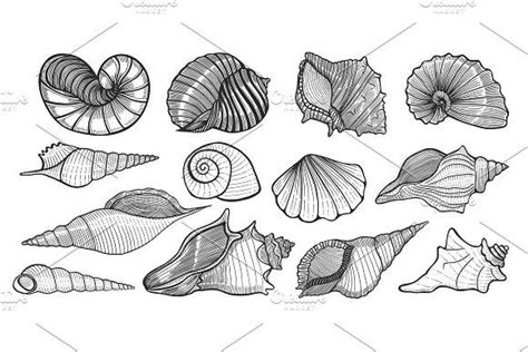 Beautiful Mollusk Sea Shells Shell Drawing Sea Shells Ocean Drawing