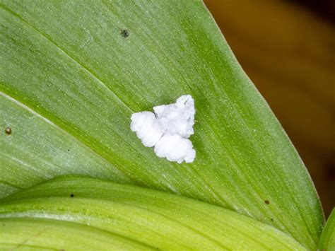 The Global Cockroach Population Is Several Trillion A Z Animals