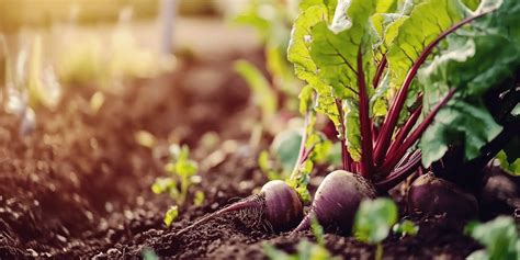 Unique Beet Varieties To Cultivate In Your Garden Grow Organic
