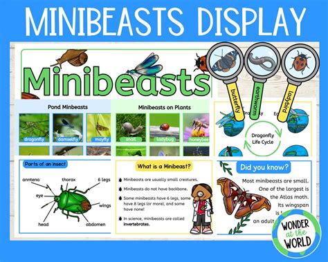 Minibeast Classroom Science Display Printables For Teachers UK And US Version Digital