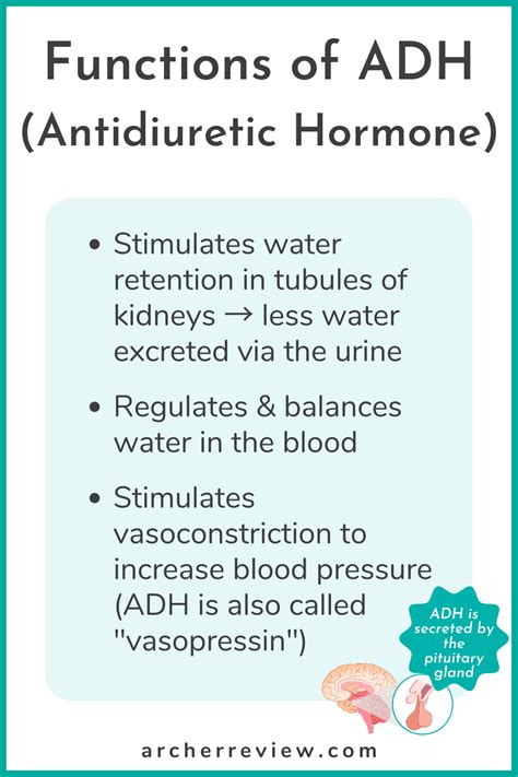 Nclex Tip Functions Of Antidiuretic Hormone Adh