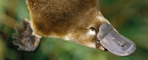Platypus Venom Could Be The Future Of Diabetes Treatments Sciencealert