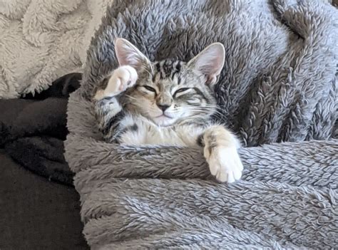 С добрым утром Dymontiger — Livejournal