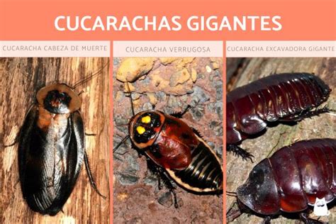 18 Tipos De Cucarachas Grandes Voladoras Y Domésticas