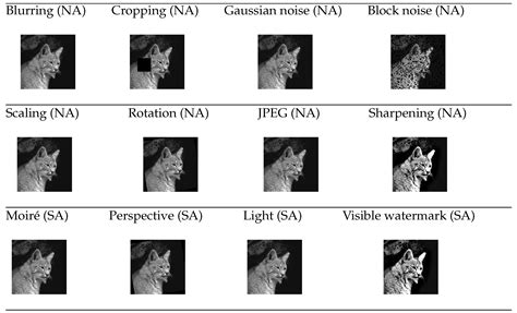 Ssden Framework For Screen Shooting Resilient Watermarking Via Deep Networks In The Frequency