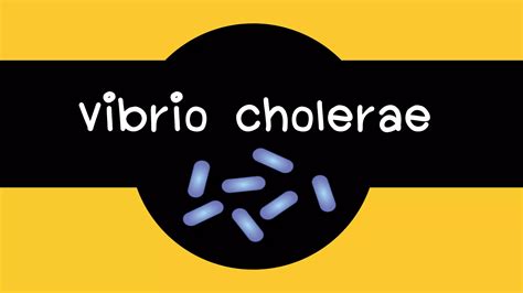 Gram Negative Bacteria Oxidase Positive Pdf