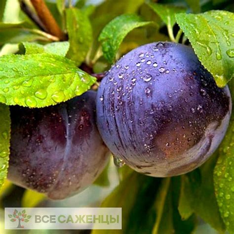 Цена на Алыча (слива) Блэк Голд (Black Gold) - купить саженцы