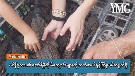 ဗင်နီဇွဲလား၏ အော်ရီနိုကို မိကျောင်းများကို ကယ်ဆယ်ရန်ကြိုးပမ်းလျက်ရှိ Youtube