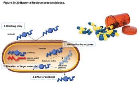 Bsc 242 Lecture Test 4 Flashcards Quizlet