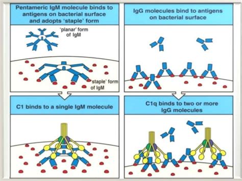 Complement System Ppt