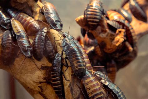 9 Awesome Cockroach Species To Keep As Pets Insect Keeper