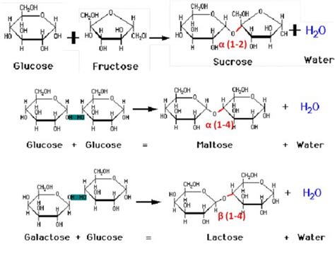 Disaccharides Definition Function Structure Examples