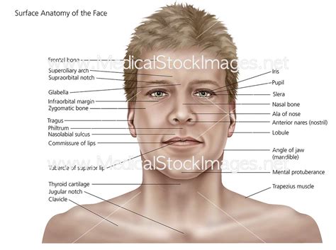 Nose Surface Anatomy
