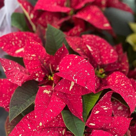 What A Beautiful Sight And Sound By Neals Dining Room Concan Facebook