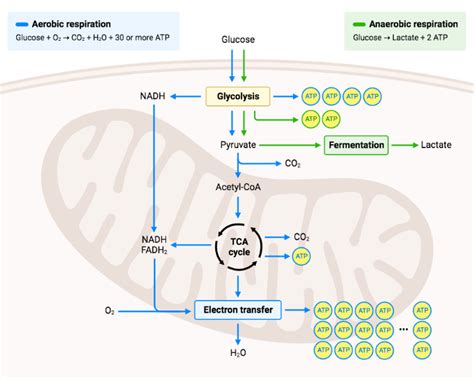 Cellular Respiration Biorender Science Templates