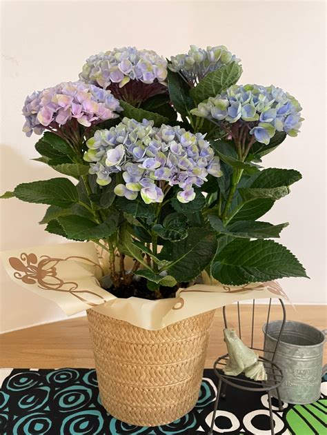 令和5年5月11日 日々の草花