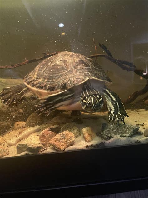 Can You Sex My Turtle R Turtle