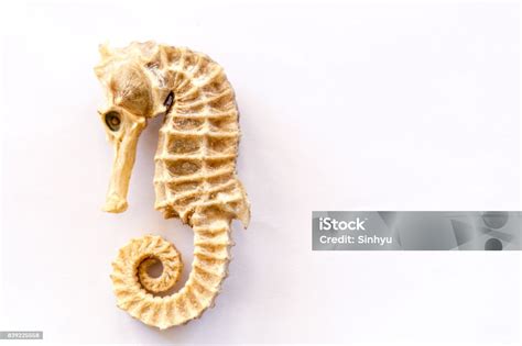 해 마 속 해 마에 있는 작은 바다 물고기 이다 해 마 교육에 대 한입니다 해마 열대어에 대한 스톡 사진 및 기타 이미지 해마 열대어 가슴지느러미 가시 Istock