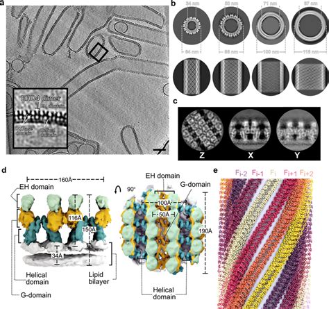 Structure Determination Of Membrane Bound Ehd4 A Tomogram Download
