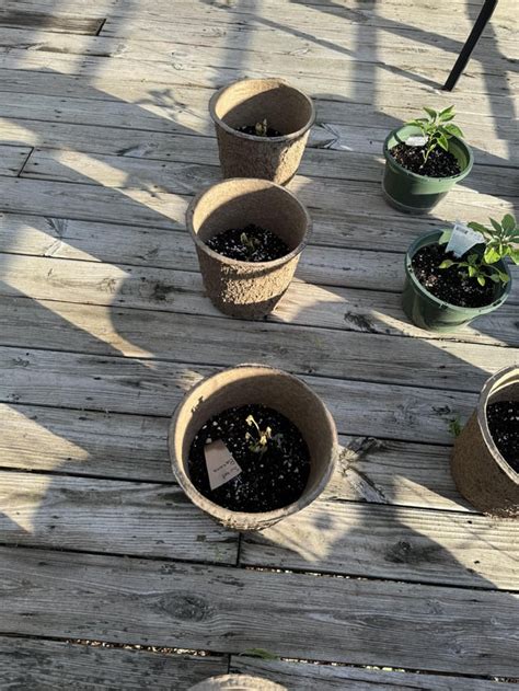 Pepper Plants Dying Rgardening
