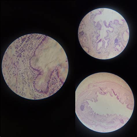 Cytology Slides Quiz At Sara Swasey Blog
