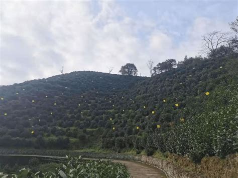春游江淮请您来 洽逢春日 一杯春茶一面春光 春风