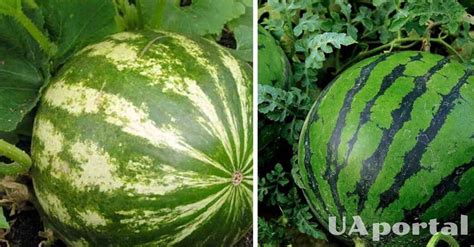 Коли треба збирати кавуни та дині ознаки готовності до збору кавунів та динь